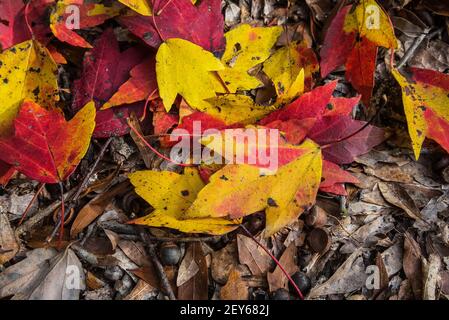 Colorful Autumn leaves of the Florida maple tree or Acer Floridanum in ...