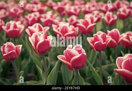 Respecting ecology. Holland during spring. Floral banner for floristry ...