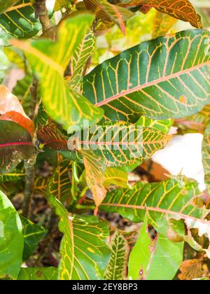 Closeup shot of croton plant in a garden Stock Photo - Alamy