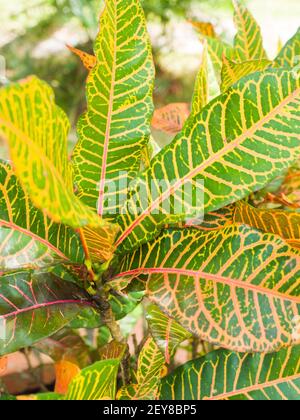 Closeup shot of croton plant in a garden Stock Photo - Alamy