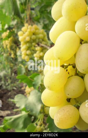 White table grapes against white background Stock Photo - Alamy