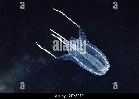 Box Jellyfish Carybdea alata Stock Photo - Alamy