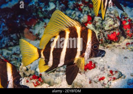 The striped boarfish or whiskered boarfish, Evistias acutirostris, is ...