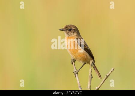 common stonechat (Saxicola torquata), female with grasshopper in the ...