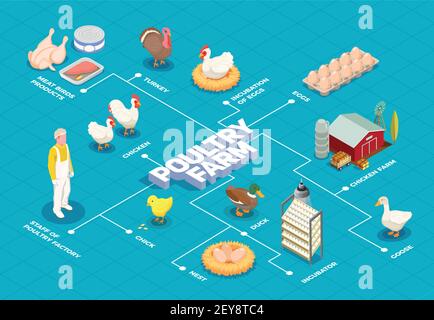 Chicken farm isometric flowchart with set of square platforms images of ...