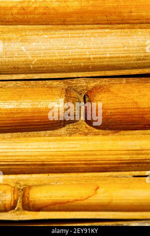 thailand abstract cross bamboo in the temple kho phangan bay asia and ...