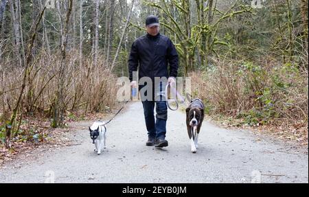 Man walking dogs on the hiking trail Stock Photo - Alamy