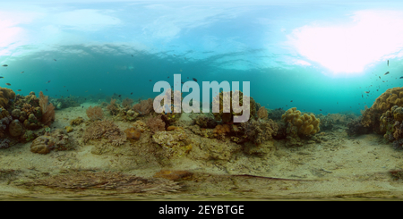 360° view of Beautiful underwater landscape with tropical fish and ...