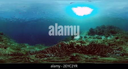 360° view of Reef Coral Scene. Tropical underwater sea fish - Alamy