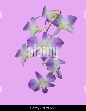 A closeup shot of a delicate purple-petal Hepatica flower, in the ...