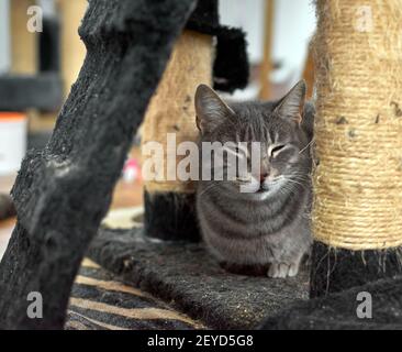Funny cat sitting closeup face on balcony railing of apartment in Lviv ...