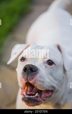 A stocky muscular brown and white American pit bull terrier with short ...