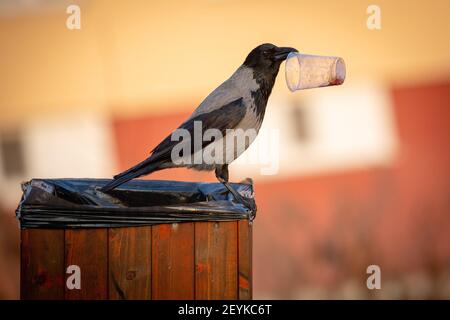 Hooded Crow drinking Stock Photo - Alamy