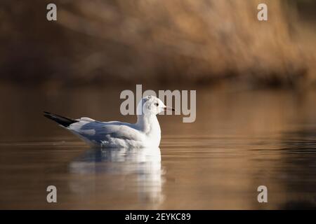 Detailed image of a beautiful sea bird during low tide in a seside in ...