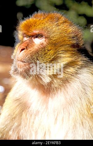 Old monkey in africa morocco and close up Stock Photo - Alamy