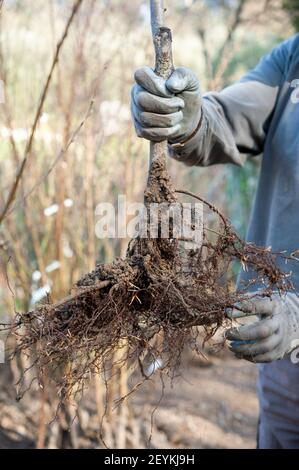 Farmer shows the roots of a small tree, before transplantation Stock ...
