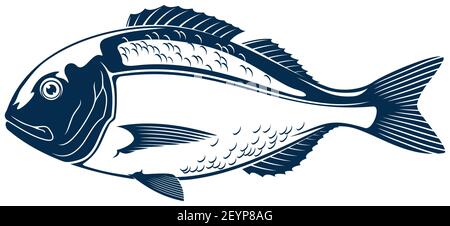 Orata gilt head bream isolated saltwater fish sketch. Vector underwater ...