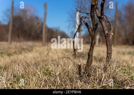 Vine branch in vineyard at the begning of the spring Stock Photo - Alamy