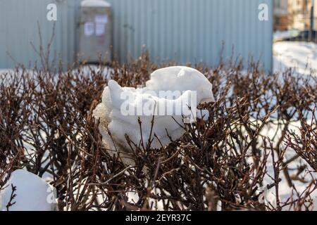 The snow cap lies on the branches of the bush. The photo was taken in ...