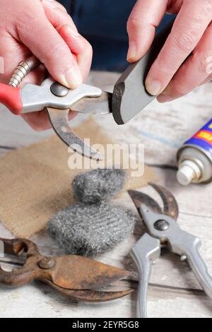 Sharpening the blunt blade of secateurs with a sharpening stone. UK ...