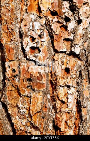barck in the abstract close up of a tree color and texture Stock Photo ...