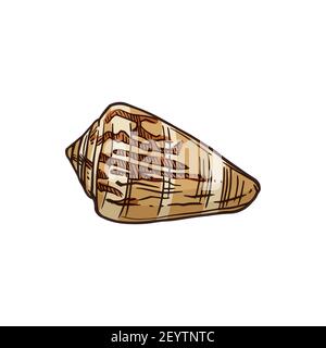 Common nutmeg isolated. Vector sea snail, marine gastropod mollusk ...