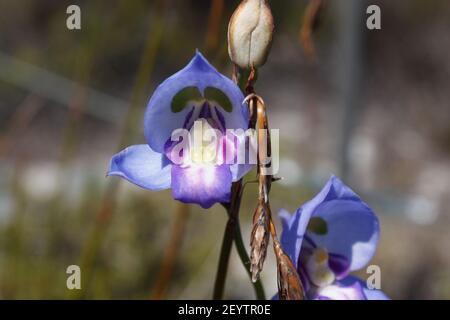 Disa Graminifolia (Blue Disa), Table Mountain, Cape Town, South Africa ...