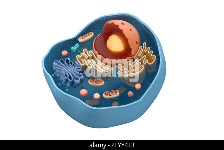 Internal structure of an animal cell. Digital illustration. Clipping ...