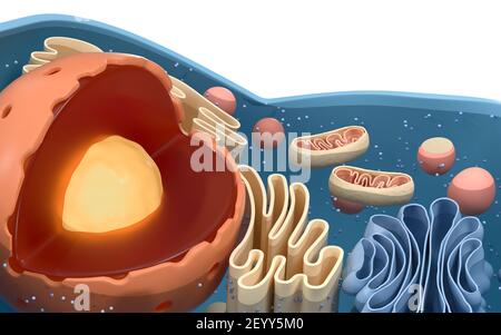 Internal structure of an animal cell. Digital illustration. Clipping ...