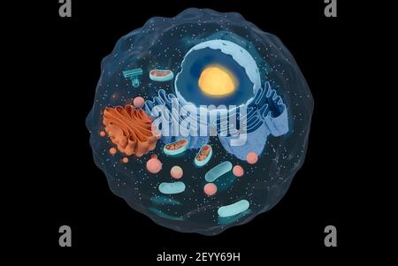 Internal structure of an animal cell. Digital illustration. Clipping ...