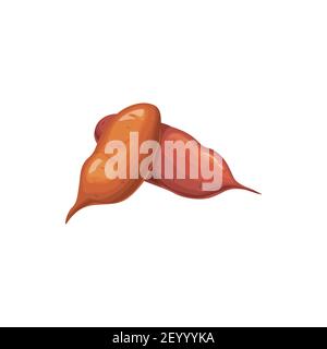 Wild radish Raphanus isolated realistic icon. Vector taproot, brown ...