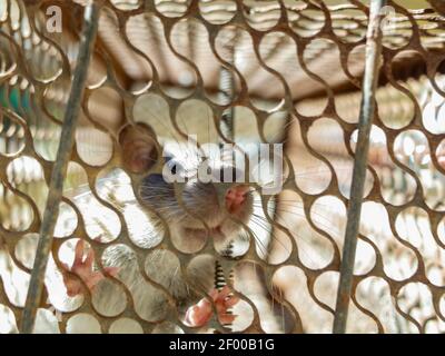 Domestic rat trapped in a metallic cage Stock Photo - Alamy