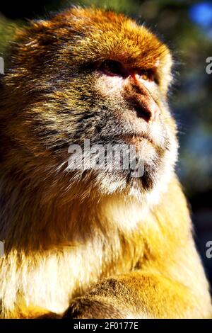 Cute wild monkey in the Cedar Forest, Ifrane, Morocco, North Africa ...