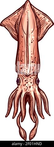 Giant squid Pholidoteuthis isolated underwater animal hand drawn sketch ...