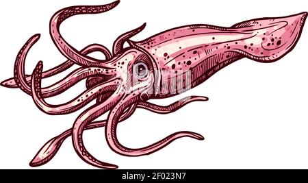 Squid isolated vector cephalopods marine animal sketch. Vector armhook ...