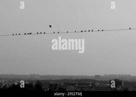 A greyscale shot of a pigeon in flight Stock Photo - Alamy