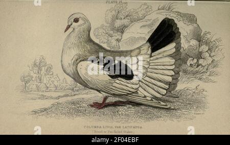 Pigeons (Plate 13) (6830064640 Stock Photo - Alamy