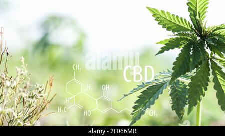 Cannabis plants with the CBD chemical formula. Cannabidiol molecule ...