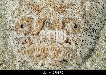 Marbled Stargazer, Uranoscopus bicinctus, Anilao, Batangas, Philippines ...