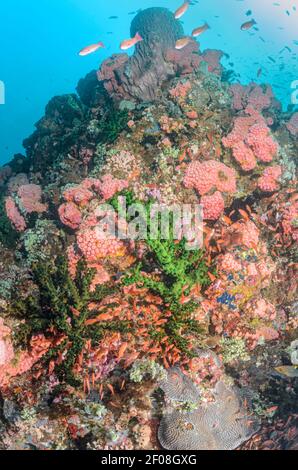 Colourful coral reef with Anthias, Philippines, Pacific Ocean Stock ...