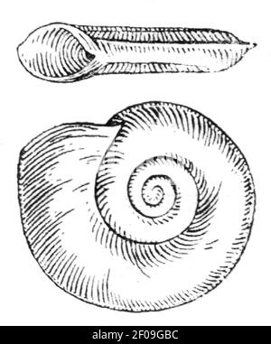 Planorbis planorbis drawing Stock Photo - Alamy