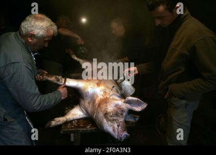 The slaughter of the pig done the traditional way. Asturias. Spain ...