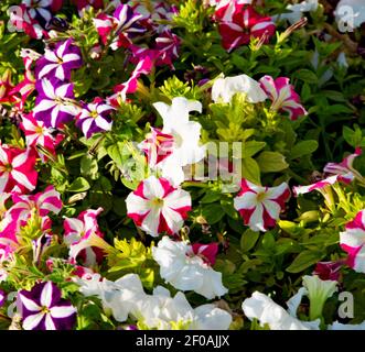 In oman flowers and garden the spring colors Stock Photo - Alamy