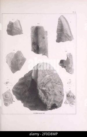 Pleiocene fossils of South Carolina (Pl. 11) BHL40151495 Stock Photo ...