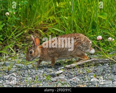 Eastern cottontail rabbit on a path Stock Photo - Alamy
