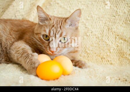 funny fat ginger cat holding orange painted eggs for easter Stock Photo ...