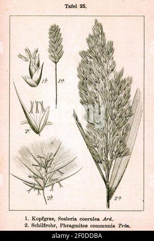 Poaceae spp Sturm25 Stock Photo - Alamy