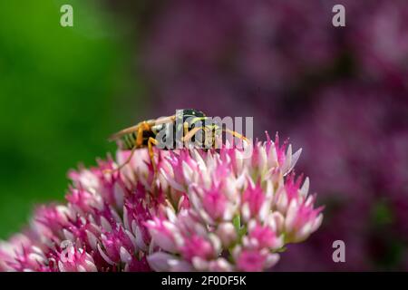 Wasp eating nectar from a pink spirea flower close-up Stock Photo - Alamy