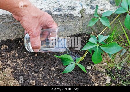 A man plants a Virginia Creeper seedling. Garden hobby Stock Photo - Alamy