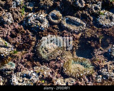 Anemones (Solitary anemone, Anthopleura Sola) under the water in tide ...